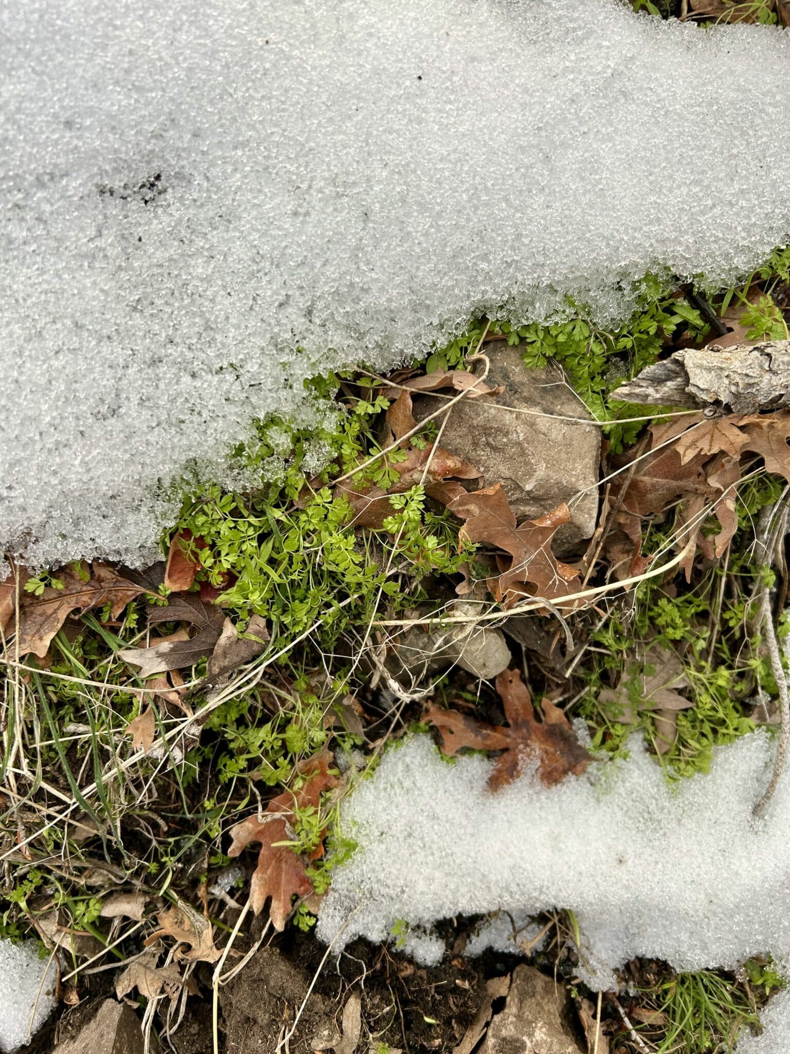 Seeing Green – Better Living Through Literature